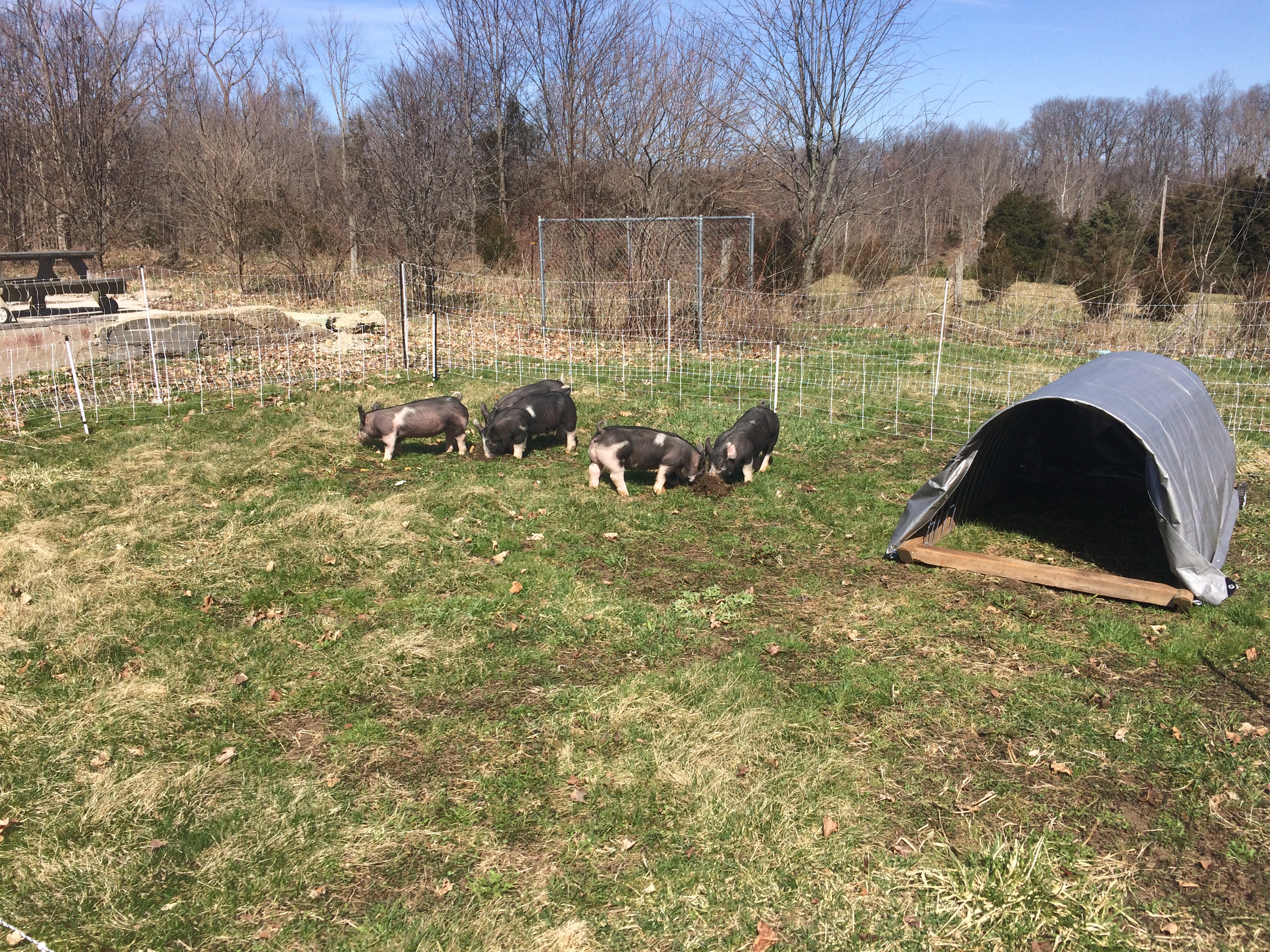 About Guiding Light Farms – Guiding Light Farm